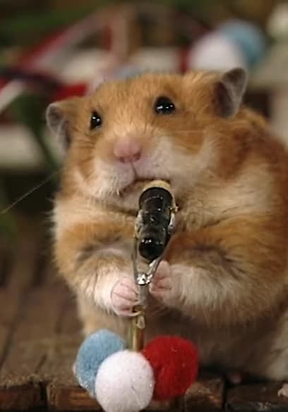 Watch Once Upon a Hamster S02:E08 - Hairbrush Henry - Free TV Shows | Tubi