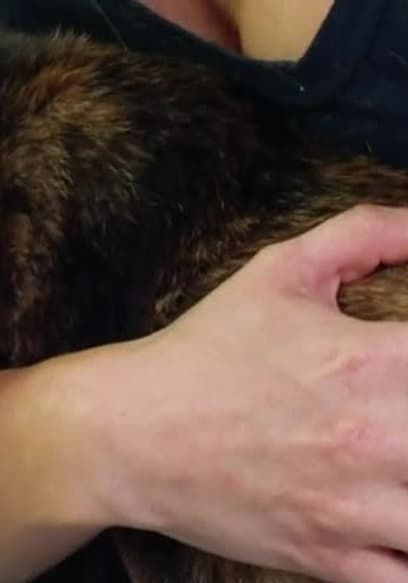 Watch My Cat from Hell S04:E05 - Macho Cat - Free TV Shows | Tubi