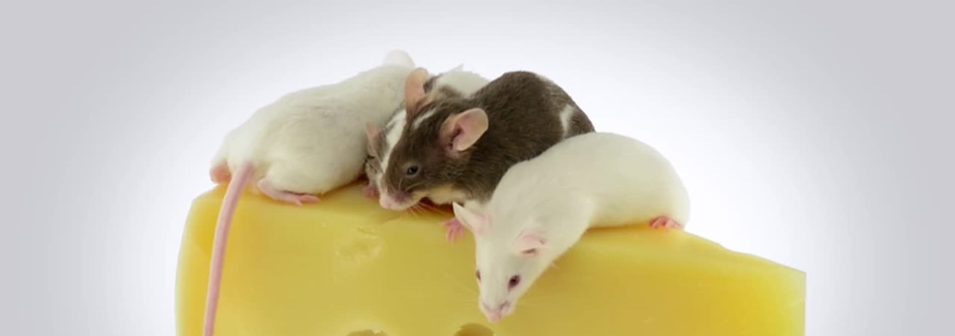 Watch How Do Animals Do That? S02:E11 - Cheesy Mice, Gassy Manatees ...