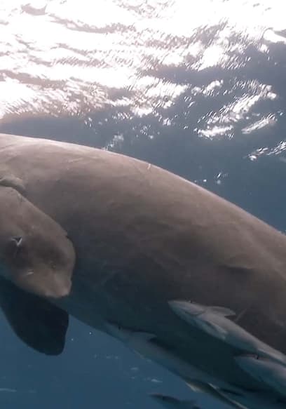 Watch Blue World S06:E12 - Global Search for the Rare Dugongs + Cave ...