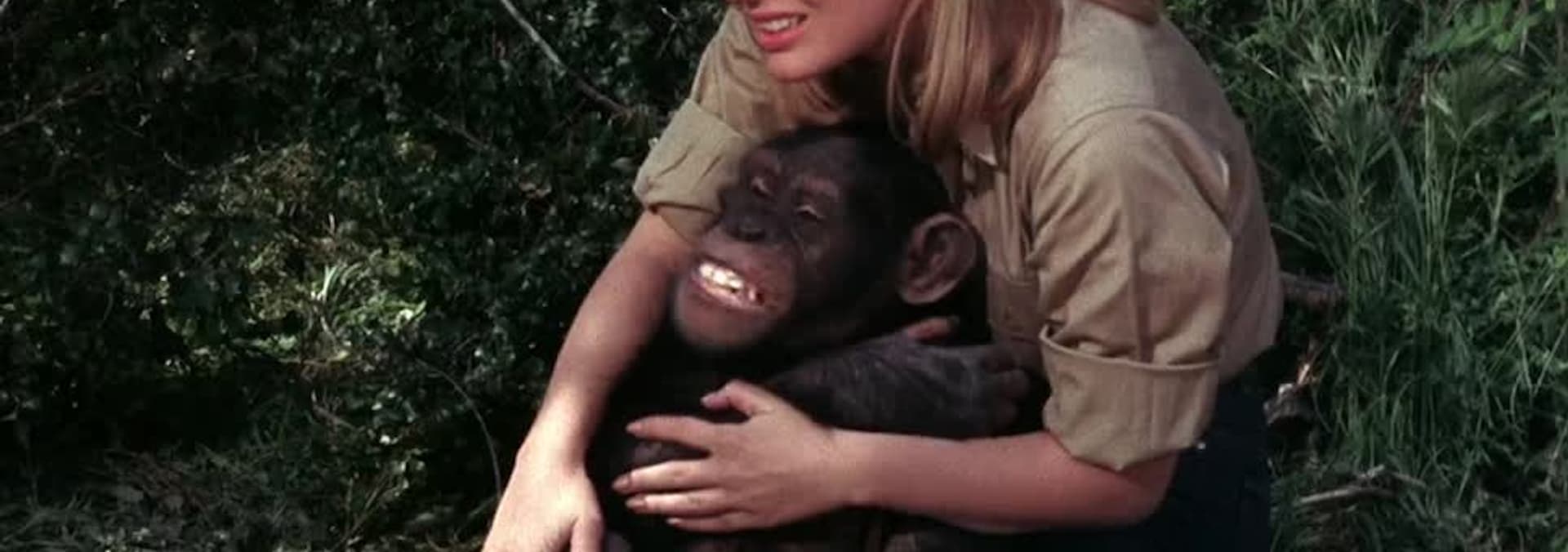 Watch Daktari S03:E02 - Judy and the Astro-Chimp - Free TV Shows | Tubi