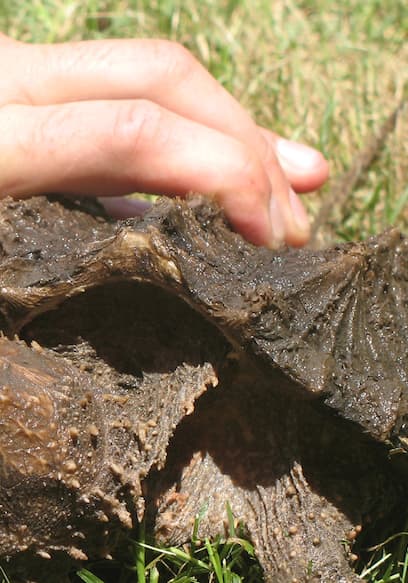 Watch Nick Baker’s Weird Creatures S02:E03 - The Swamp Thing - Free TV Shows | Tubi