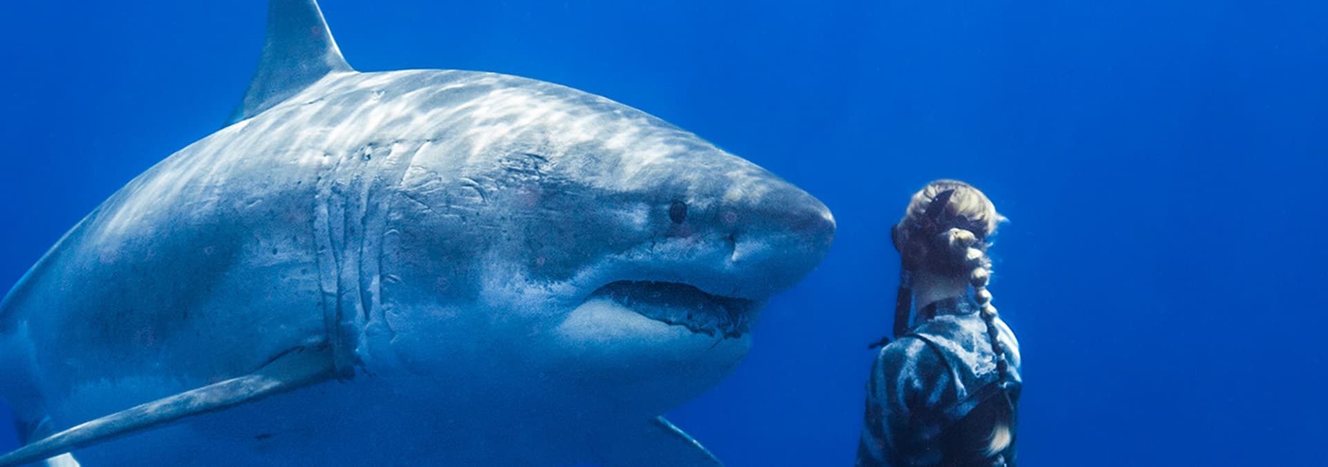 Watch Saving Jaws (2019) - Free Movies | Tubi