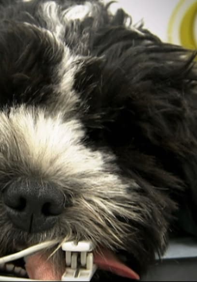 Watch The Bionic Vet S01:E05 - Episode 5 - Free TV Shows | Tubi