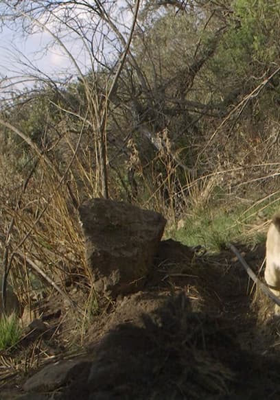 Watch The Lion Queen S02:E02 - Natacha: Arrival - Free TV Shows | Tubi