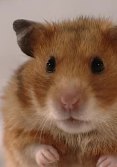 Watch Once Upon a Hamster S02:E13 - A Winter's Tale - Free TV Shows | Tubi