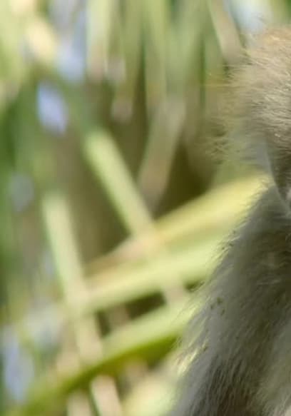 Watch Iconos De La Vida Silvestre (Doblado) S01:E07 - Los Hamadryas De ...