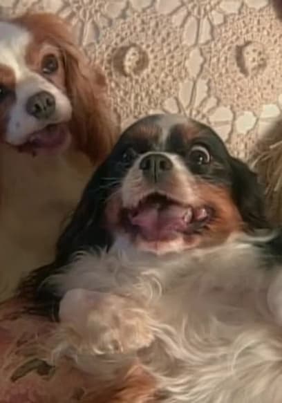 Watch Breed All About It S02:E03 - Cavalier King Charles Spaniel - Free ...