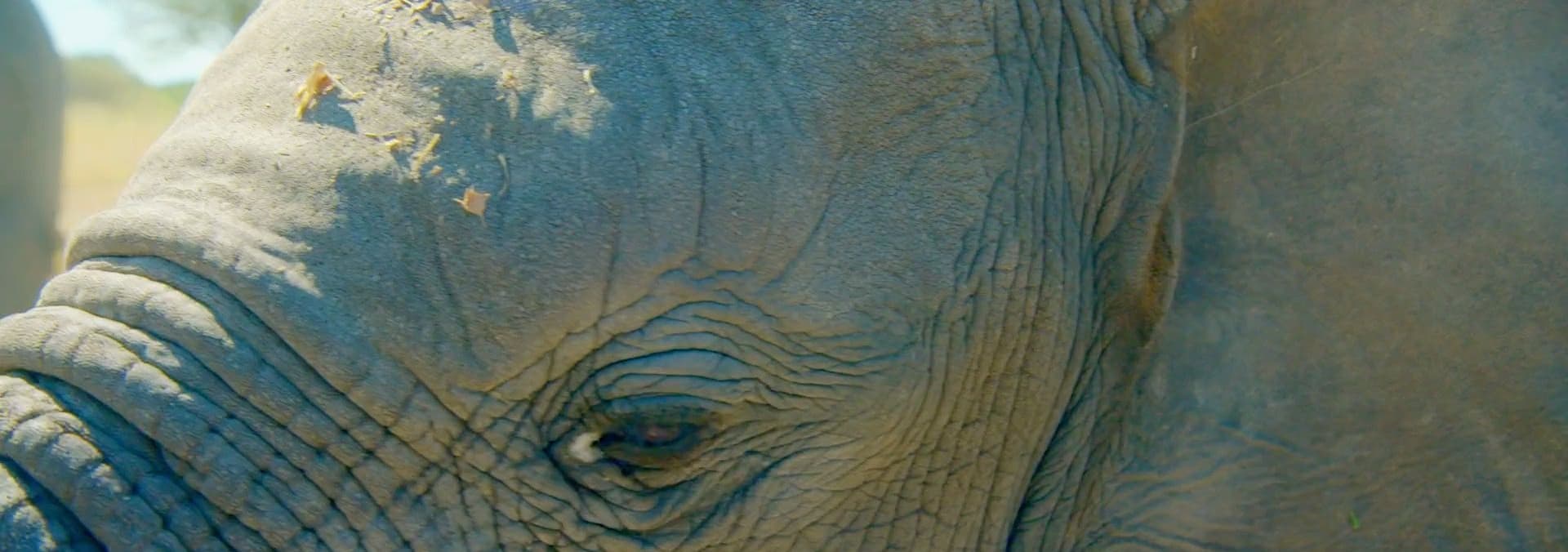 Watch Giants S01:E02 - Elephants - Free TV Shows | Tubi