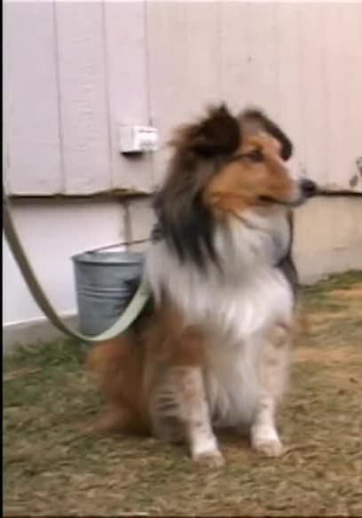 Watch Breed All About It S05:E10 - Shetland Sheepdog - Free TV Shows | Tubi