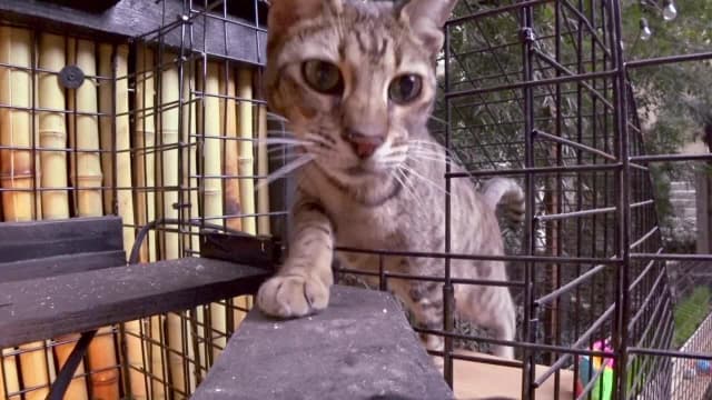 Watch Animal Cribs S02:E04 - Cat Build Gone Wild - Free TV Shows | Tubi