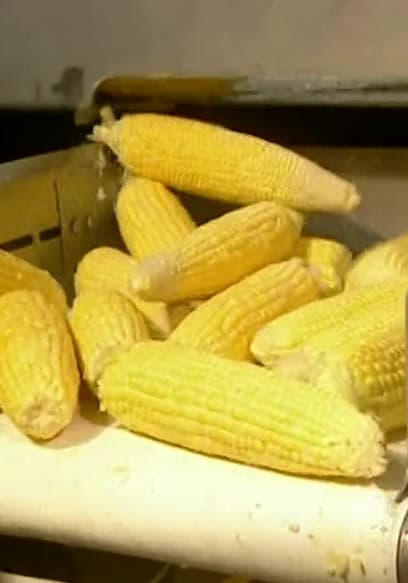 Watch How It's Made S01:E10 - Holograms and Canned Corn - Free TV Shows ...