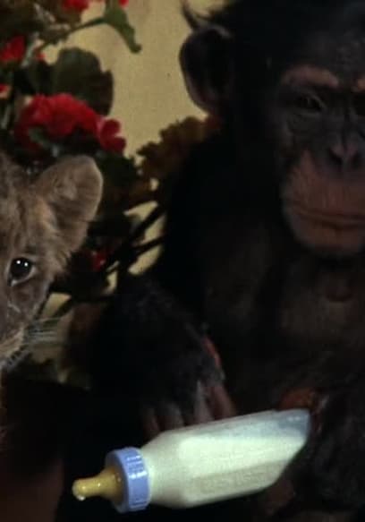 Watch Daktari S01:E04 - Adventure of the Lion Cubs - Free TV Shows | Tubi