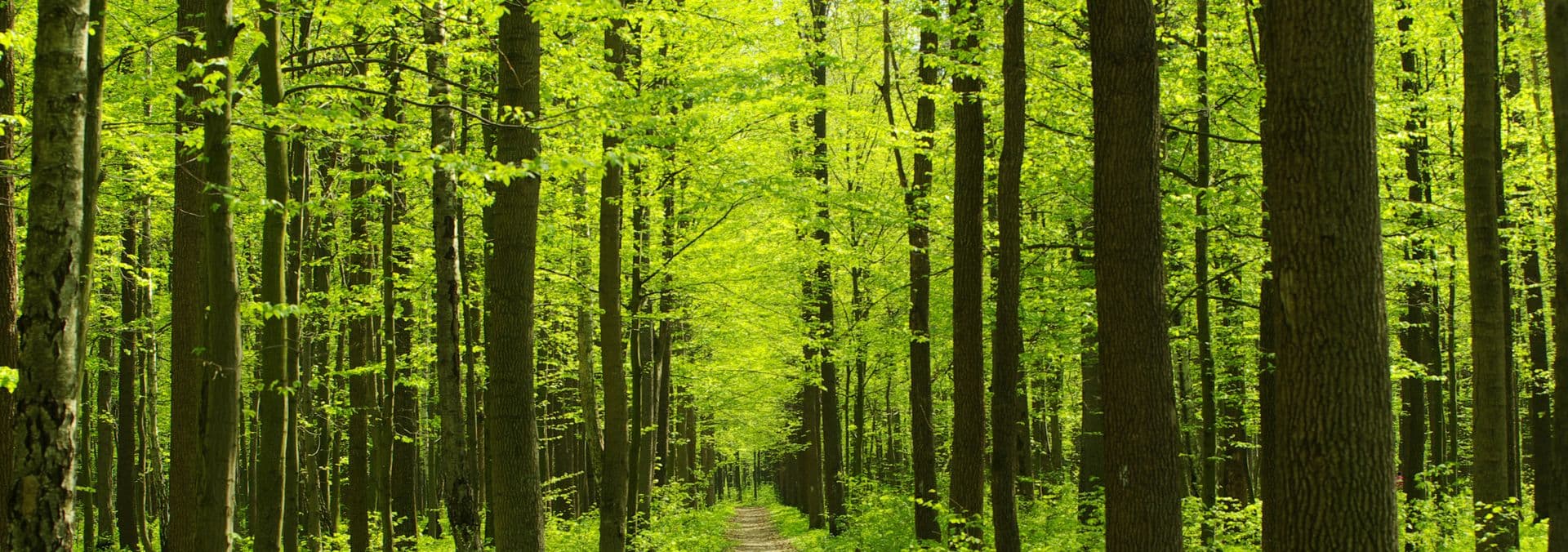 Watch Calming Forest (2023) - Free Movies | Tubi