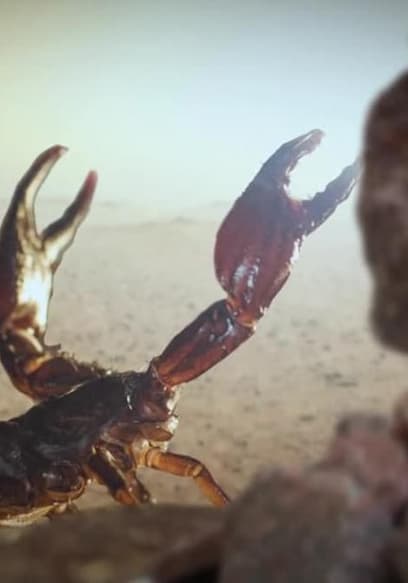 Watch Animal Armory S01:E04 - Lethal Poison - Free TV Shows | Tubi