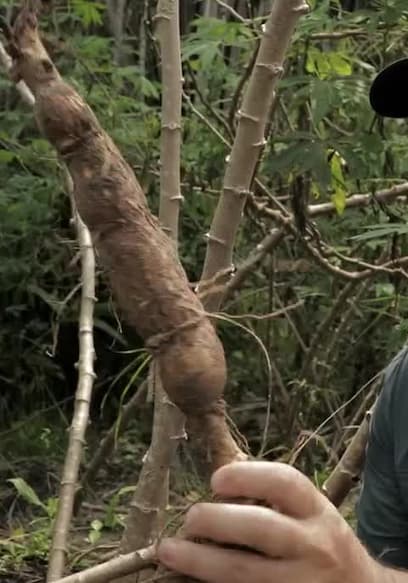 Watch Chasing Monsters S04:E06 - Wild Threat - Free TV Shows | Tubi