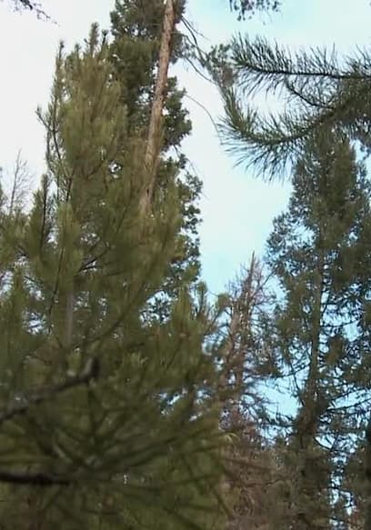 Watch Wardens S07:E08 - Dog and Decoy - Free TV Shows | Tubi