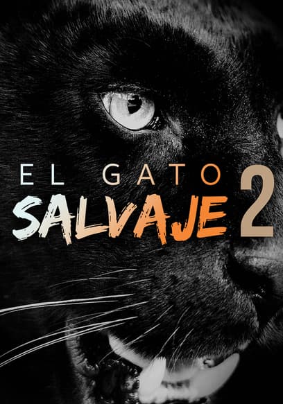 Watch El Gato Salvaje 2 (2009) - Free Movies | Tubi