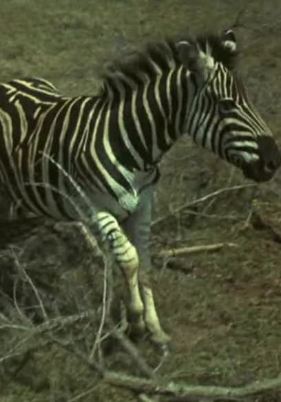 Watch Daktari S01:E02 - Predator of Wameru - Free TV Shows | Tubi