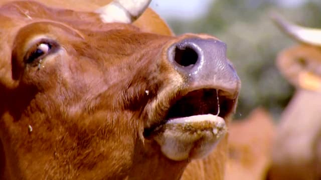 Watch Wild Life - Free TV Shows | Tubi