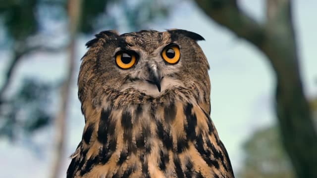 Watch Bad Nature - Free TV Shows | Tubi