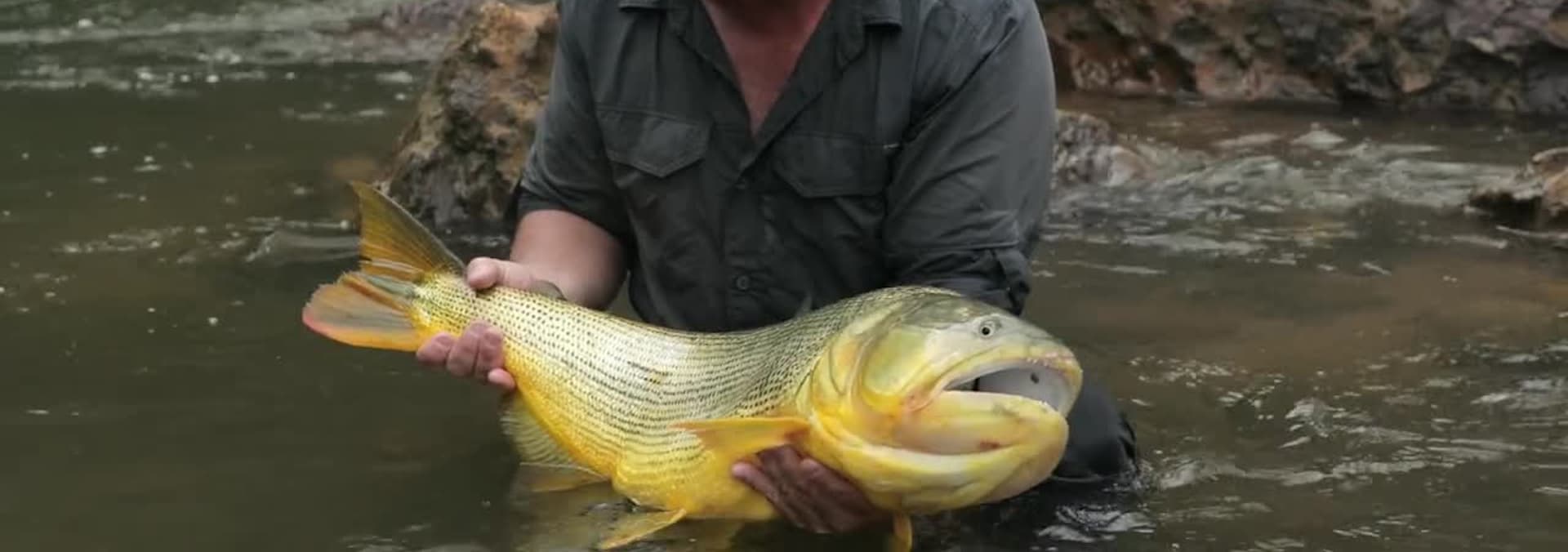 Watch Chasing Monsters S04:E02 - Jungle Nightmare - Free TV Shows | Tubi