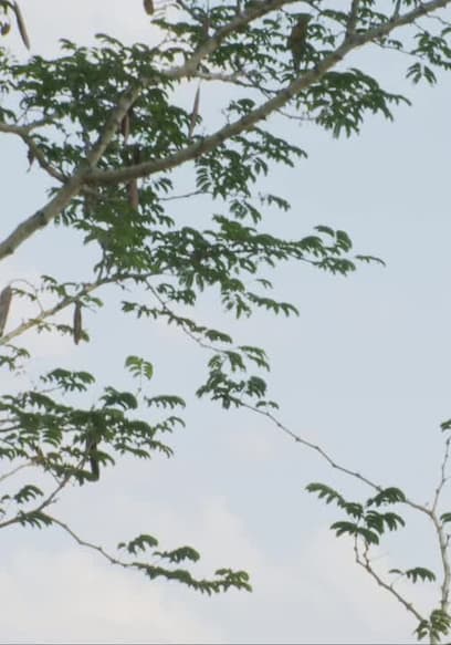 Watch Saving Sirga: Journey Into the Heart of a Lion S01:E06 - Sirga ...