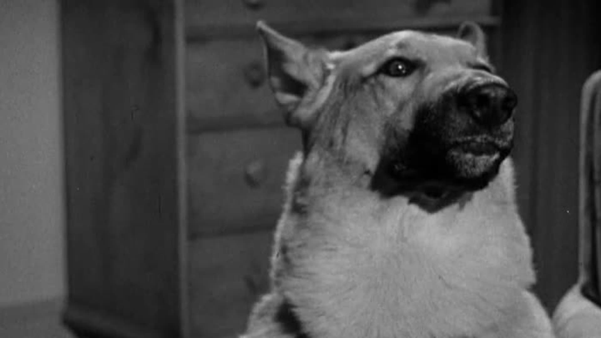 Watch Rusty Leads the Way (1948) - Free Movies | Tubi