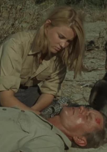 Watch Daktari S02:E19 - Terror in the Bush - Free TV Shows | Tubi