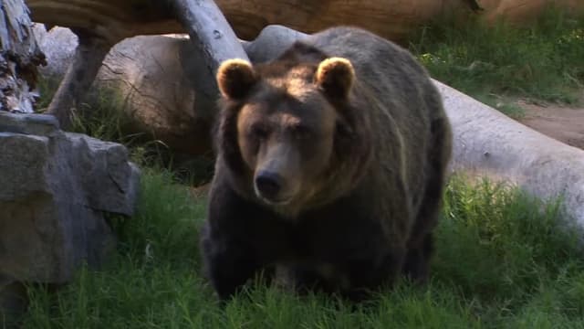 Watch Animal Atlas S03:E01 - Meet the Gibbons: The Lesser Apes? - Free ...