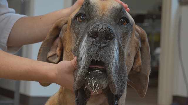 Watch Doctor Barry S01:E06 - Cycle of Life - Free TV Shows | Tubi