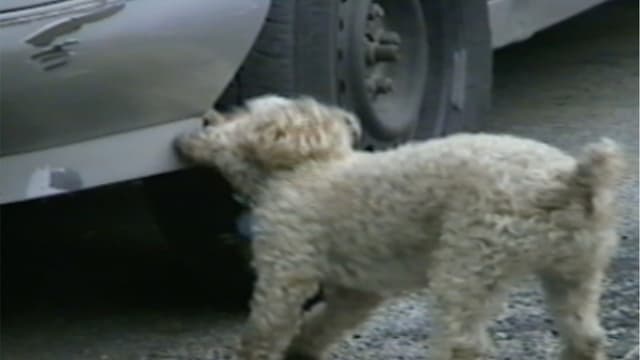 Watch Life's Funniest Moments S01:E06 - Oreo Eating Contest - Free TV ...