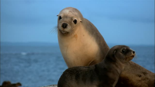 Watch My Animal Friends S01:E19 - Sea Lion - Free TV Shows | Tubi