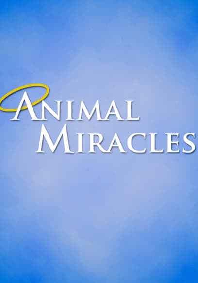 Watch Animal Miracles - Free TV Shows | Tubi