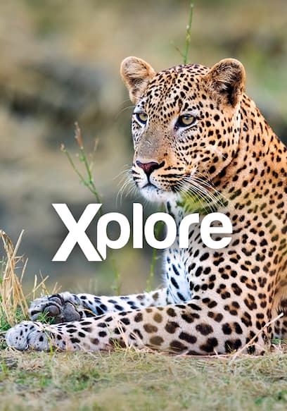 Watch Xplore - Free Live TV | Tubi