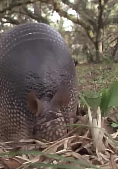 Watch Wild America S11:E1101 - The Amazing Armadillo - Free TV Shows | Tubi