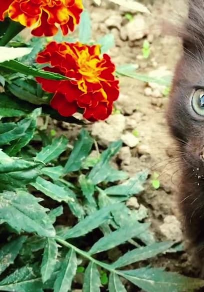 Watch Baby Animals in Our World S01:E01 - Pet Babies - Free TV Shows | Tubi