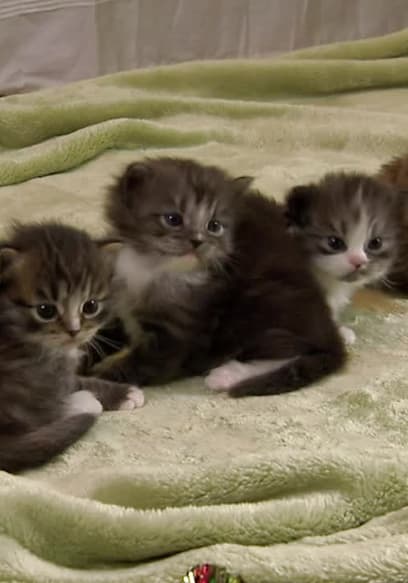 Watch Too Cute! S02:E07 - Cuddly Kittens - Free TV Shows | Tubi