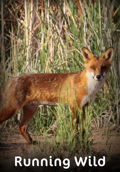 Watch Running Wild (2016) - Free Movies | Tubi