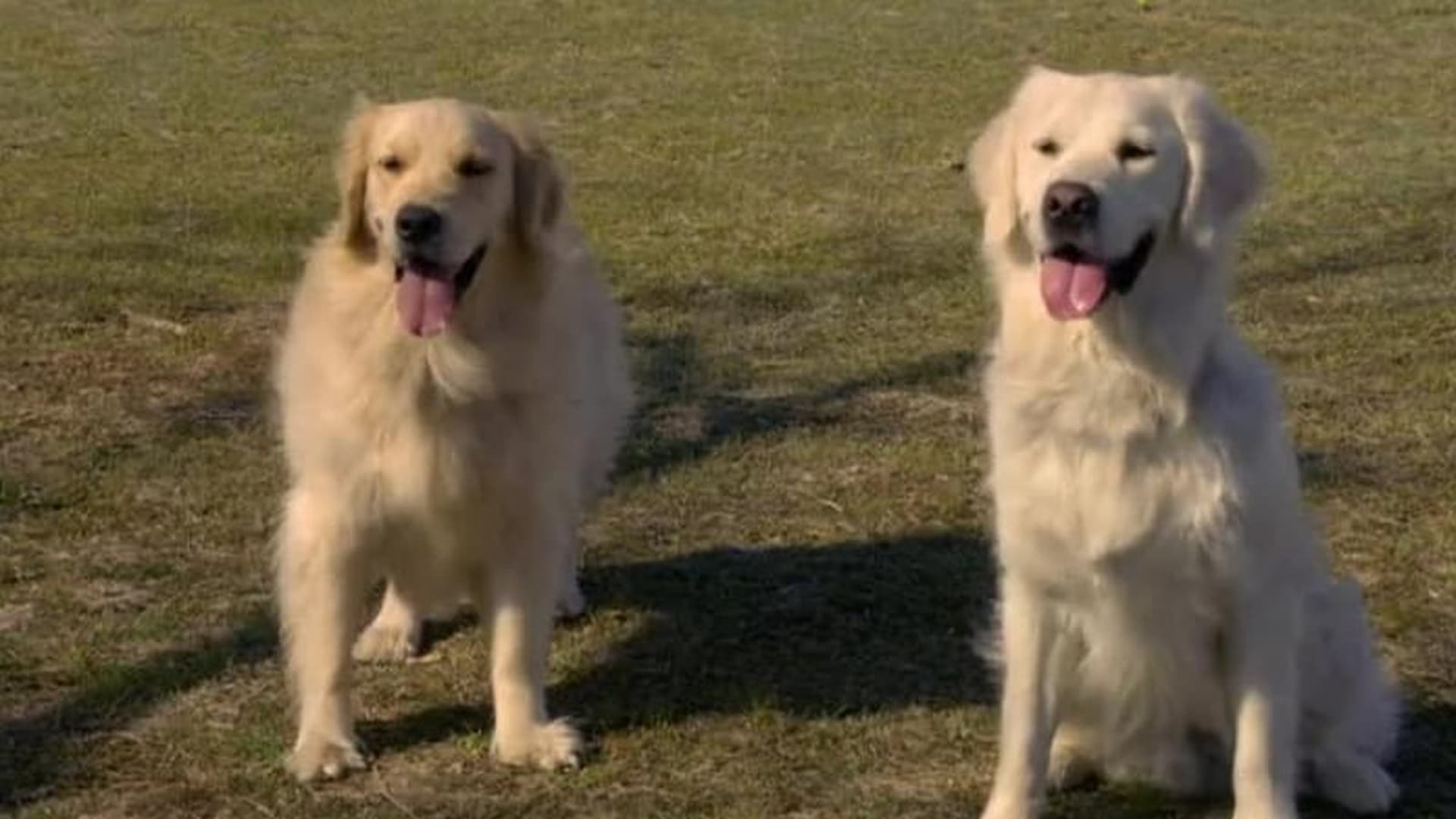 Watch Adventures of Bailey: Christmas Hero (2012) - Free Movies | Tubi