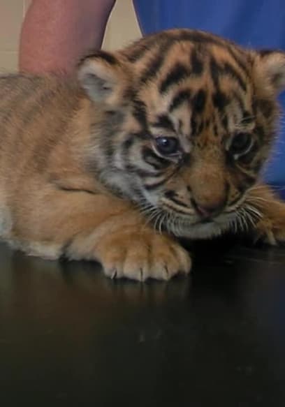 Watch The Zoo S01:E01 - Episode 1 - Free TV Shows | Tubi