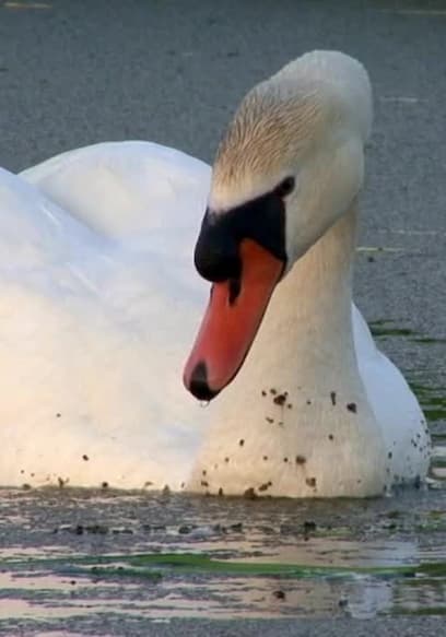 Watch Baby Animals in Our World S01:E04 - Urban Babi - Free TV Shows | Tubi