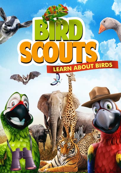 Watch Bird Scouts: Learn About Birds (2022) - Free Movies | Tubi