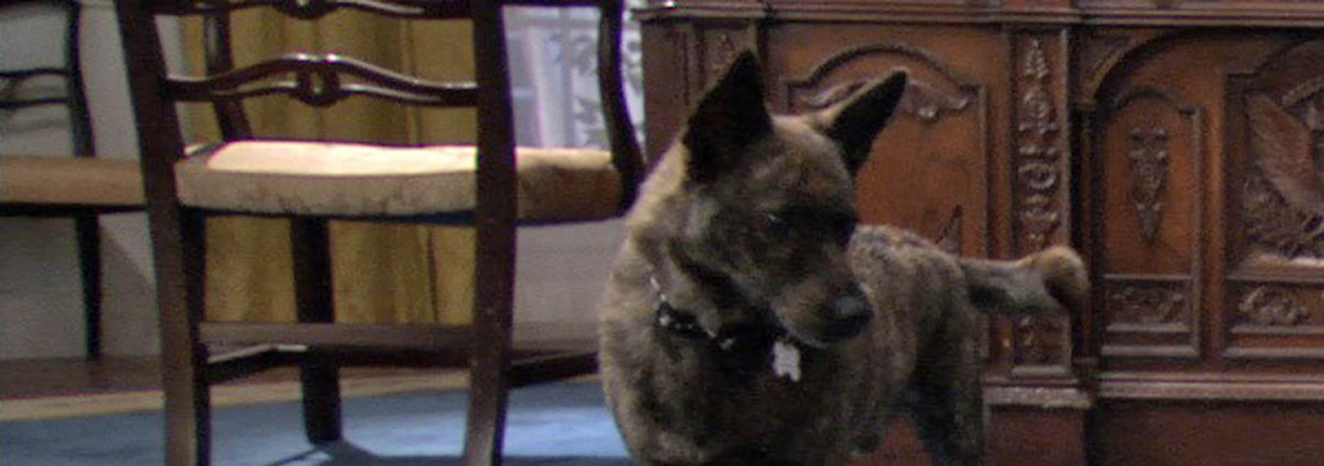 Watch First Dog (2010) - Free Movies | Tubi