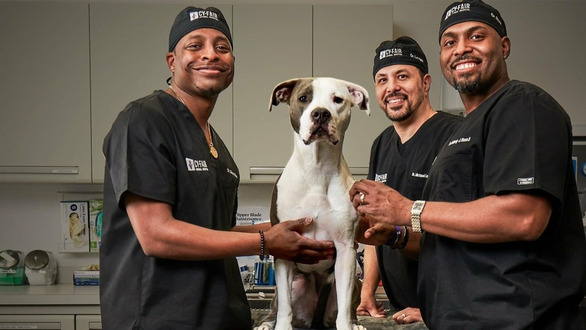 Watch The Vet Life - Free TV Shows | Tubi