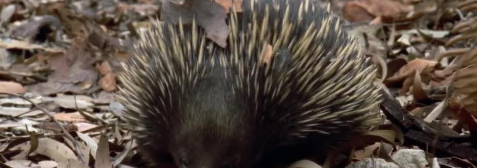 Watch My Animal Friends S01:E11 - Echidna - Free TV Shows | Tubi