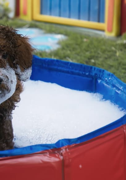 Watch Mittens & Pants S01:E04 - Bath Time, Fish in W - Free TV Shows | Tubi