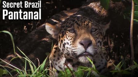 Watch Secret Brazil: Pantanal - Free TV Shows | Tubi