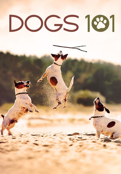 Watch Dogs 101 S01:E01 - French Bulldog and More - Free TV Shows | Tubi