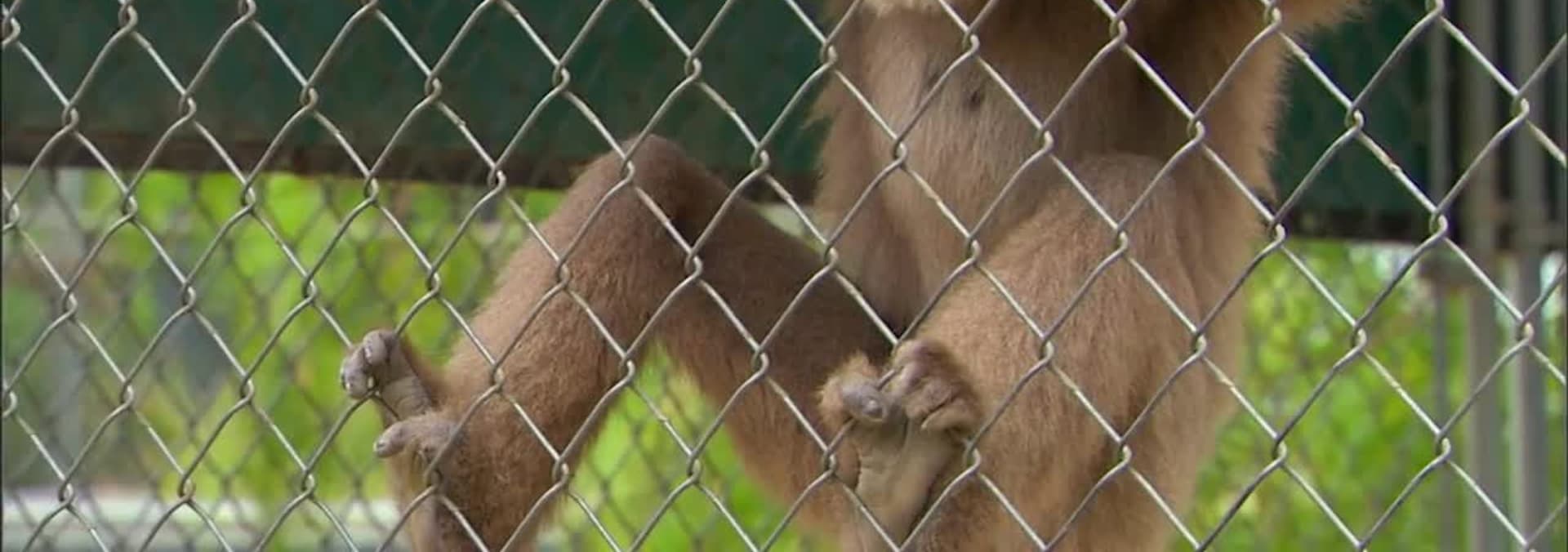 Watch Animal Atlas S03:E01 - Meet the Gibbons: The Lesser Apes? - Free ...